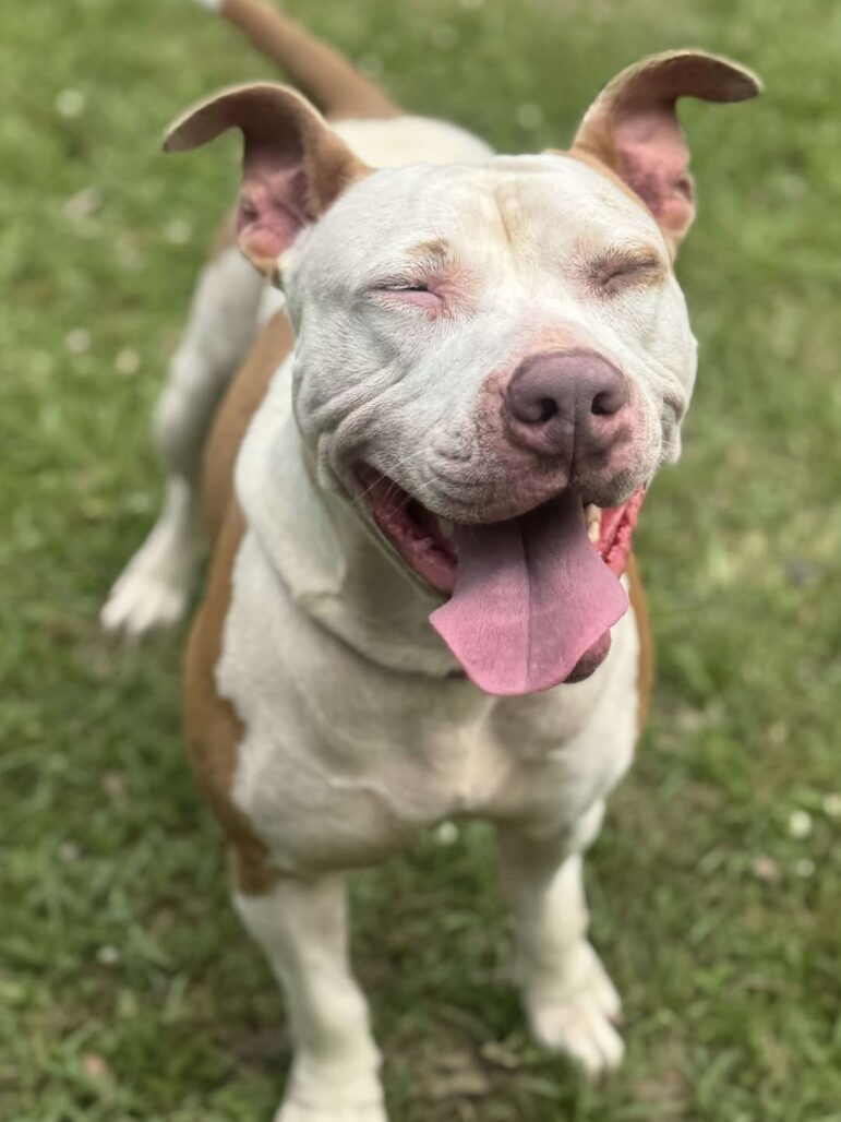 YAWNY - Villalobos Rescue Center