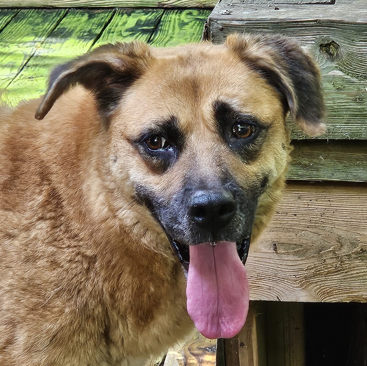 PHOENIX - Villalobos Rescue Center